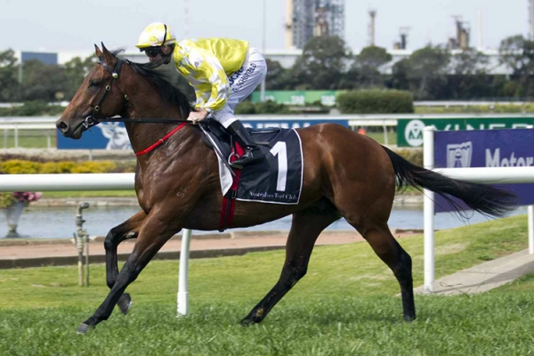 Bull Point Foundation Sire – Kingstar Farm