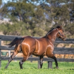 Bull Point – Kingstar Farm