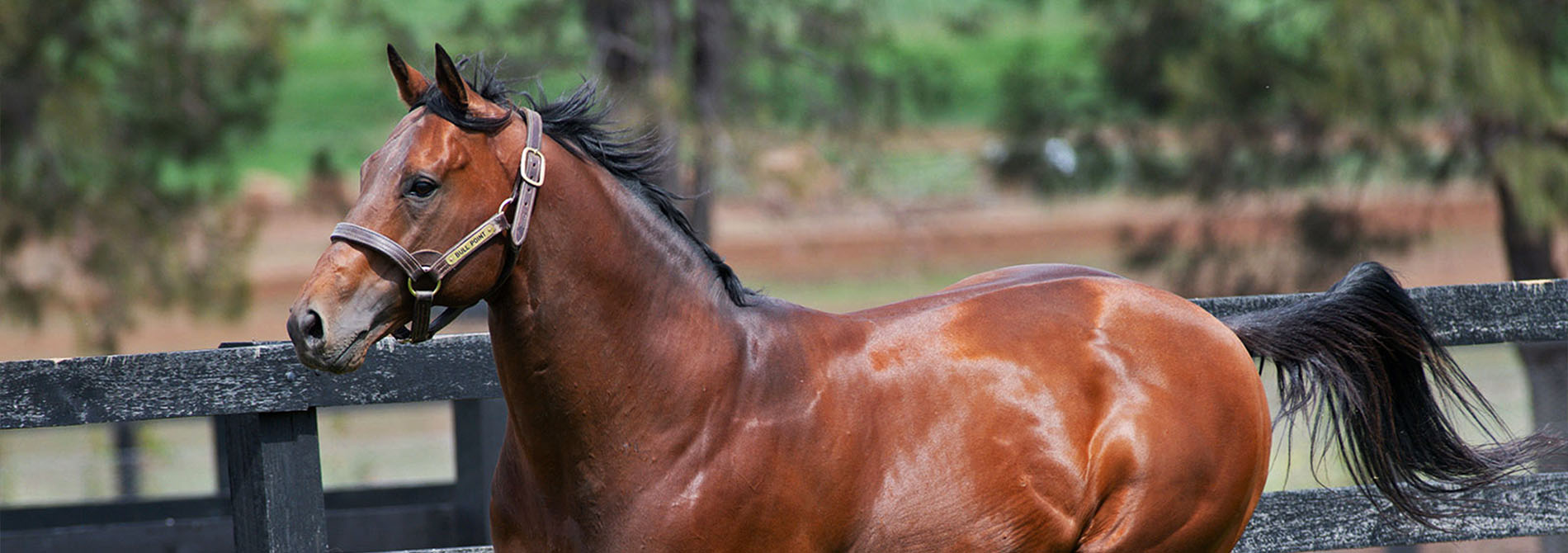 Kingstar Farm – Time To Reign, Unite And Conquer, Bull Point & Lord Of ...